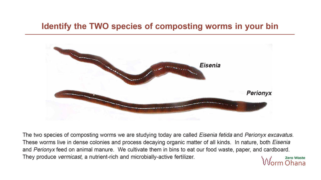 How Worms Make Babies | Zero Waste Worm Ohana