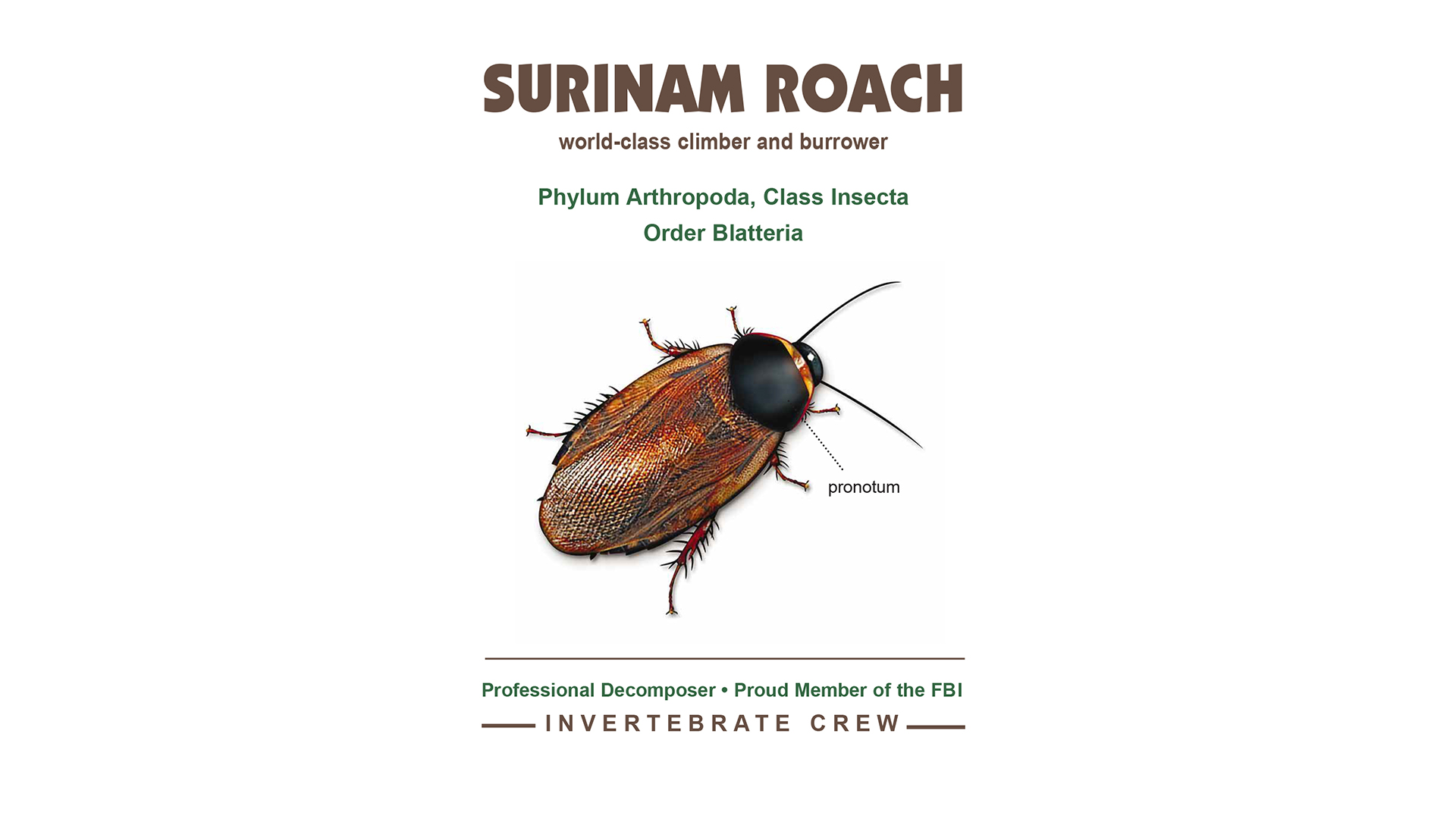 Invertebrate Invitational: The Surinam Roach | Zero Waste Worm Ohana